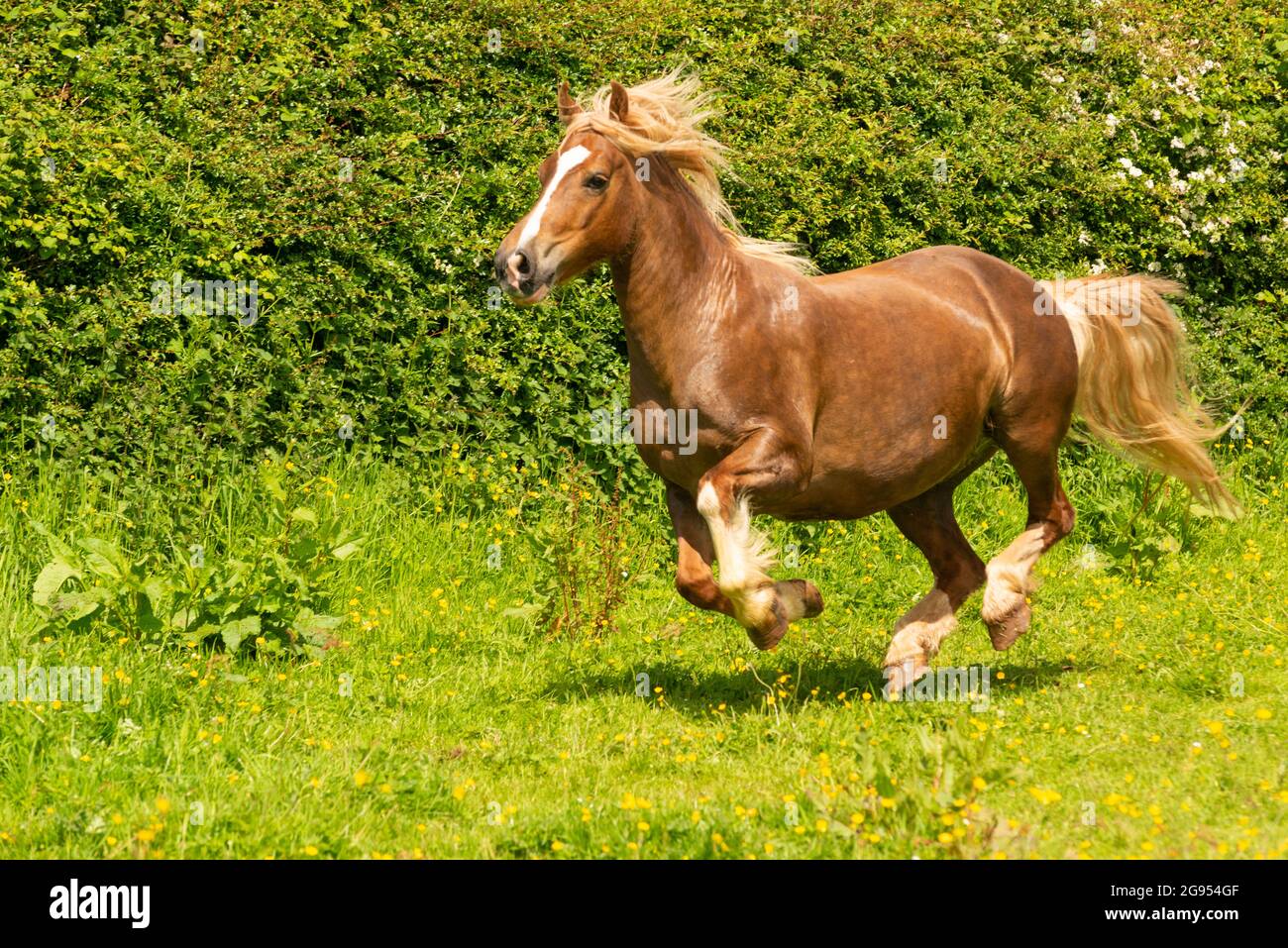 Welsh cob horse, stallion galloping Stock Photo - Alamy