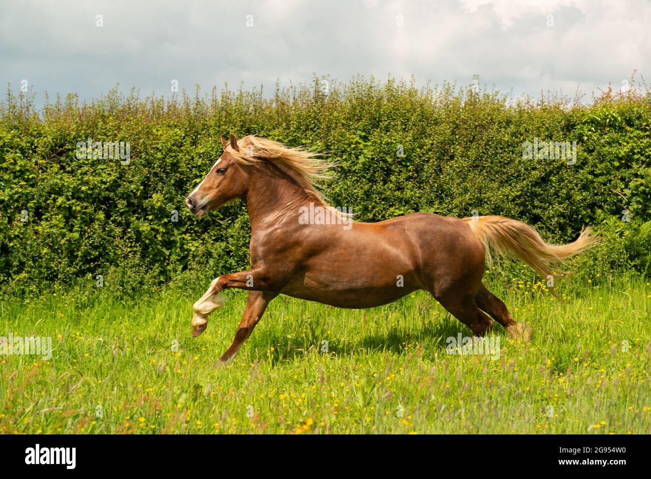 Welsh cob horse, stallion galloping Stock Photo - Alamy