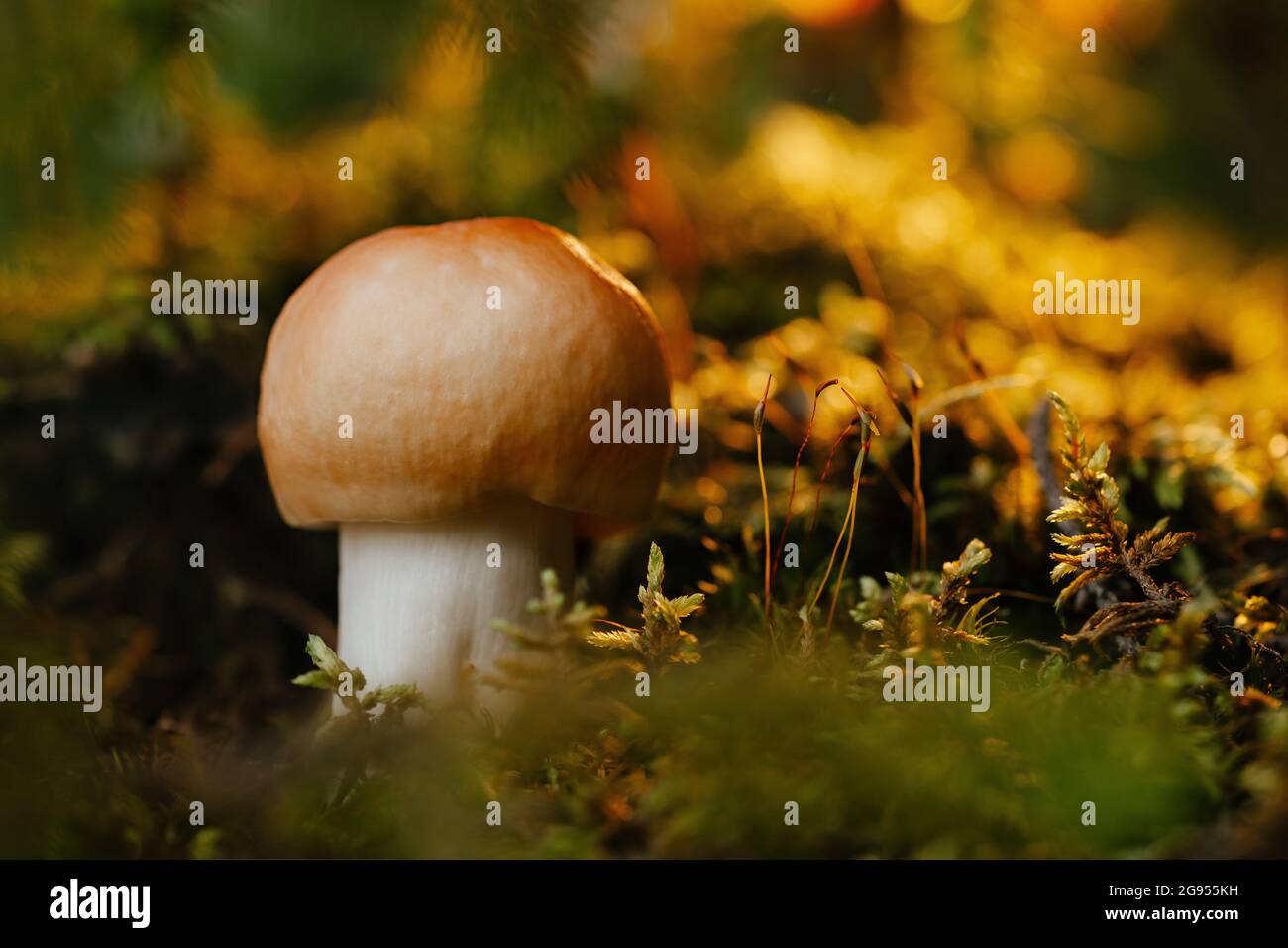 Edible nature hi-res stock photography and images - Alamy