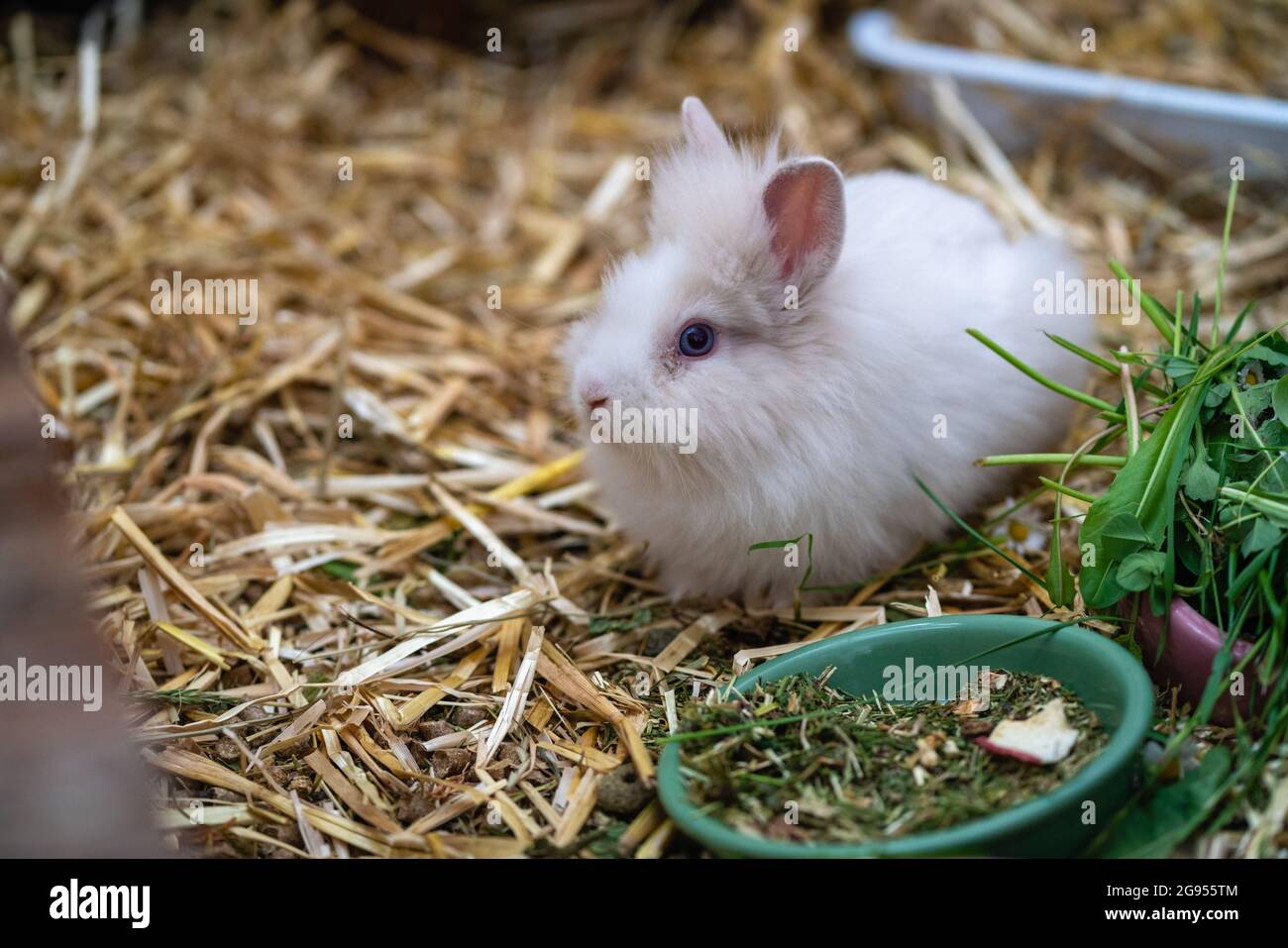 Dwarf rabbit bowl hi-res stock photography and images - Alamy