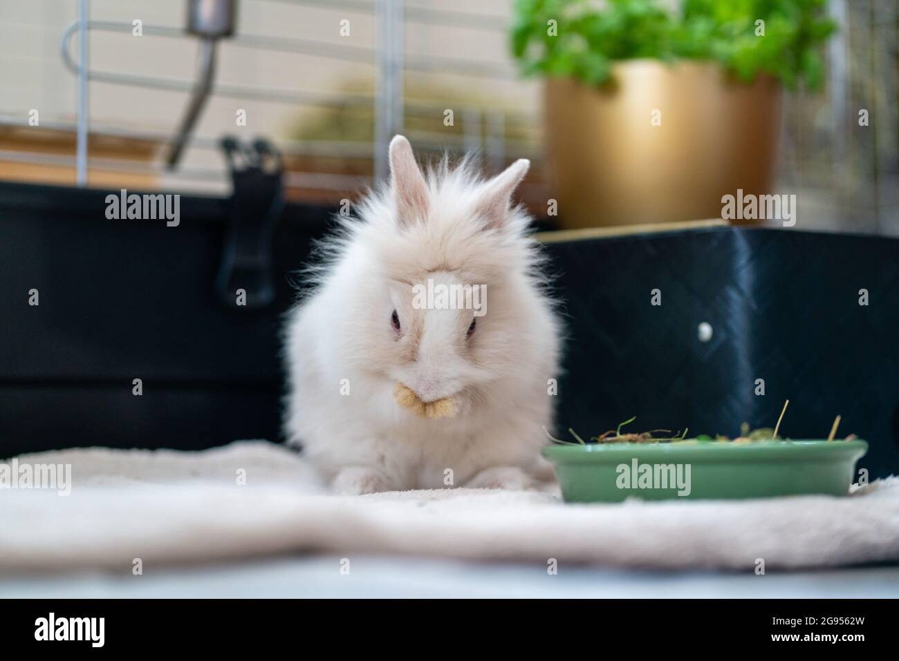 White dwarf rabbit sits in front of his hutch and cleans himself Stock ...