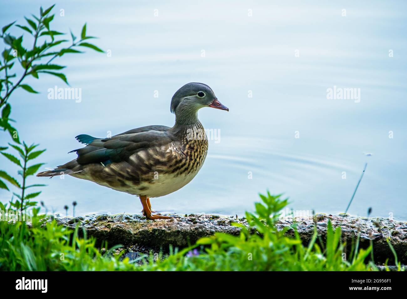 A baby duck ist walking on the shore of the shallow pond water Stock ...