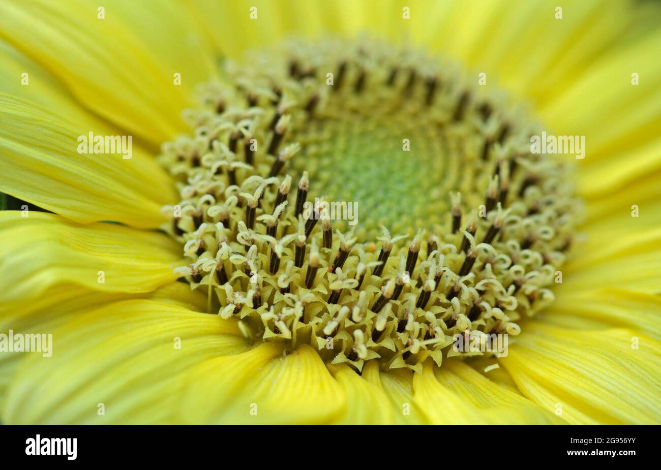 Sunflower Music Box (helianthus Stock Photo - Alamy
