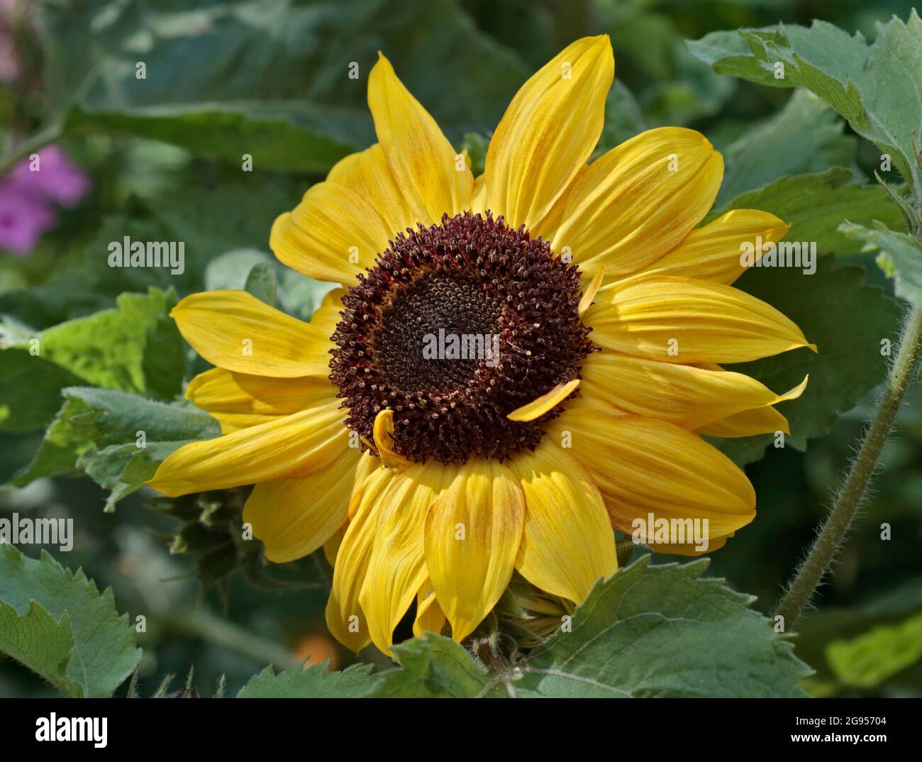 Sunflower Music Box (helianthus Stock Photo - Alamy