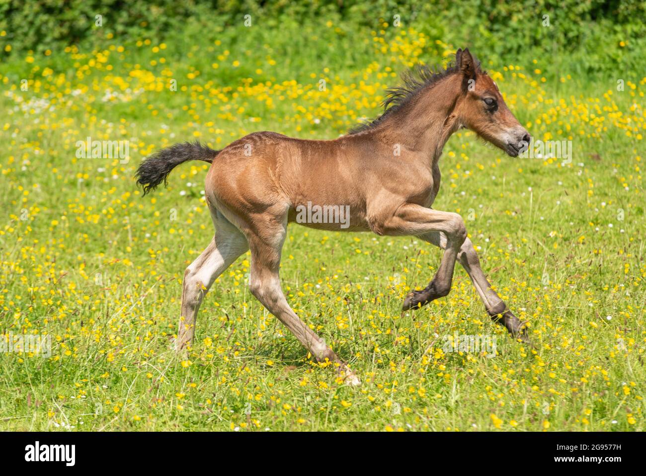 Welsh cob horse, male foal galloping Stock Photo - Alamy