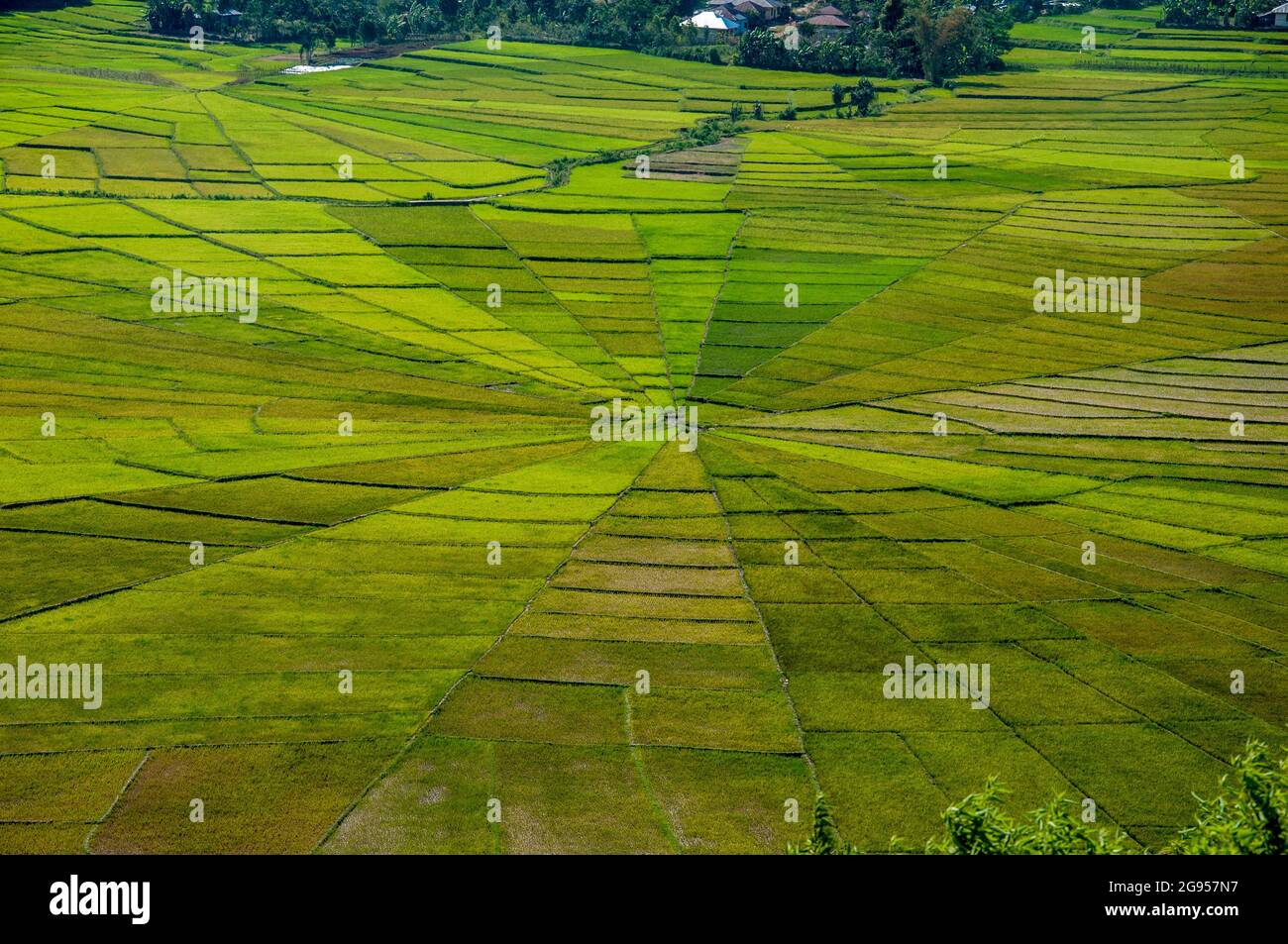 Spider Web Style of Traditional Rice Farming Stock Photo - Alamy