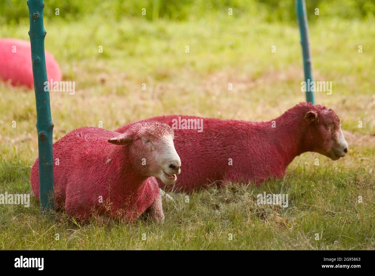 Latitude Festival Pink Sheep High Resolution Stock Photography and ...