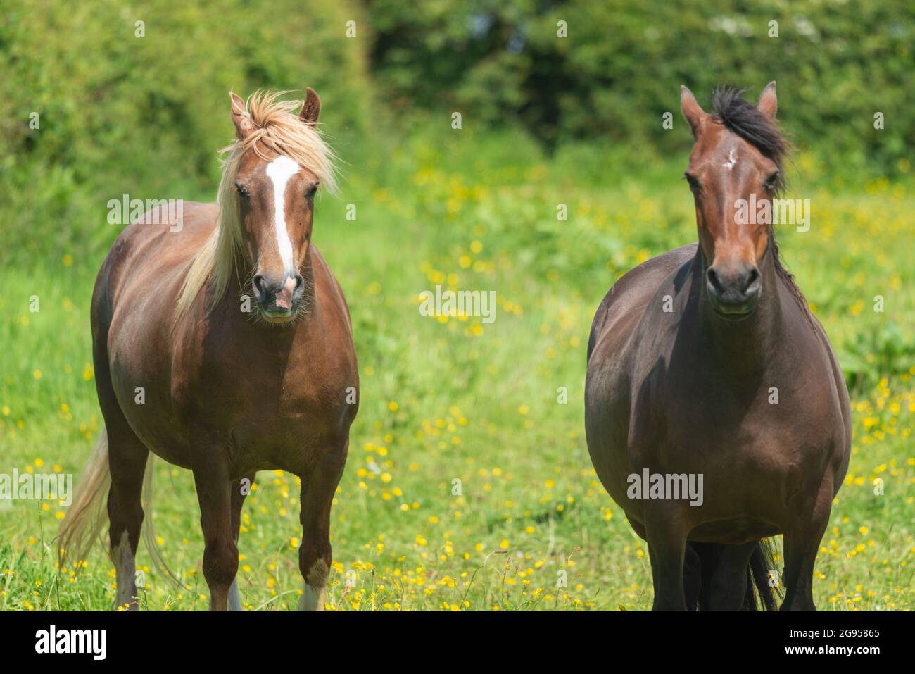 Welsh cob horse, stalion and mare Stock Photo - Alamy
