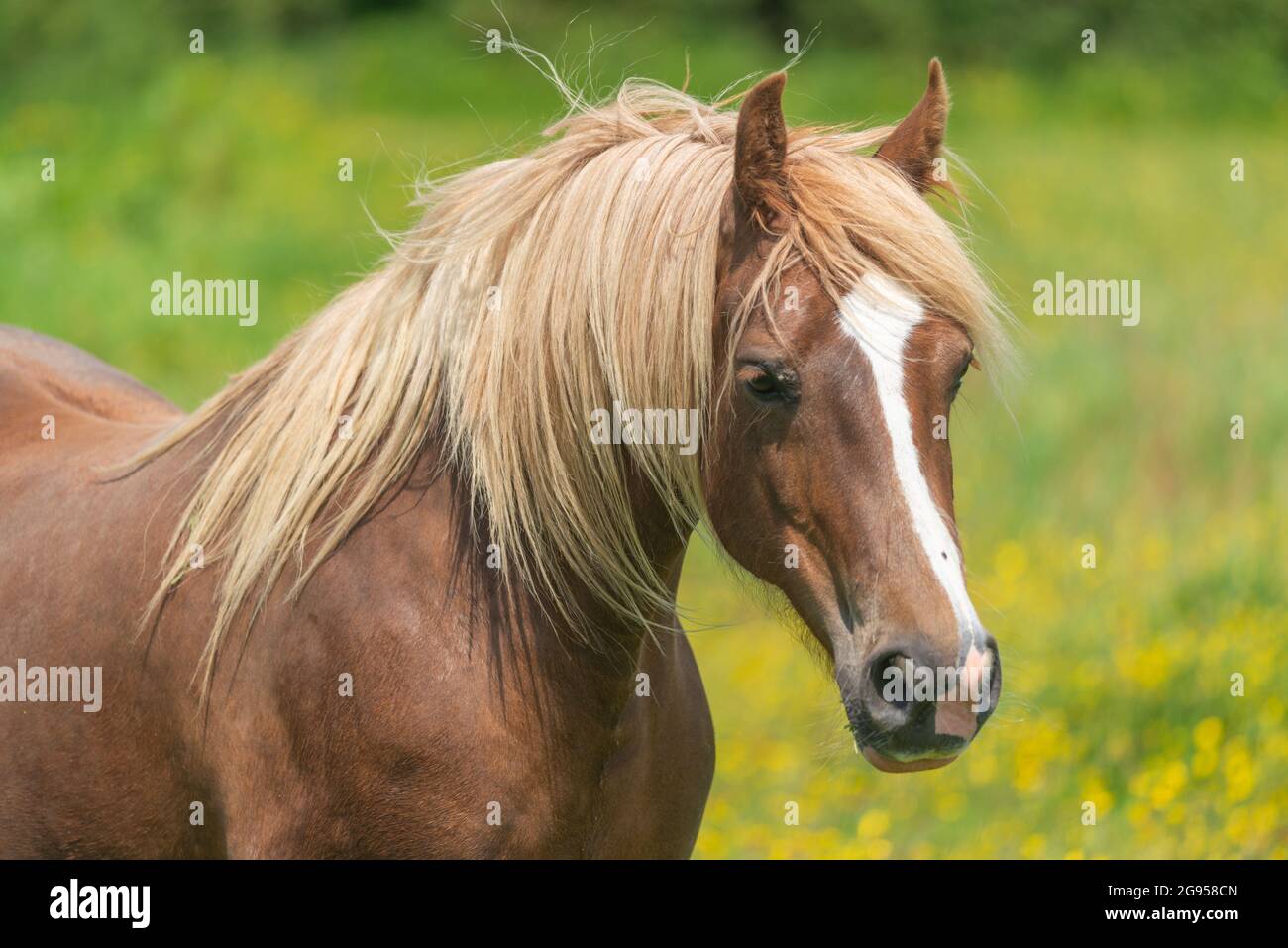 Welsh cob horse, stallion Stock Photo - Alamy