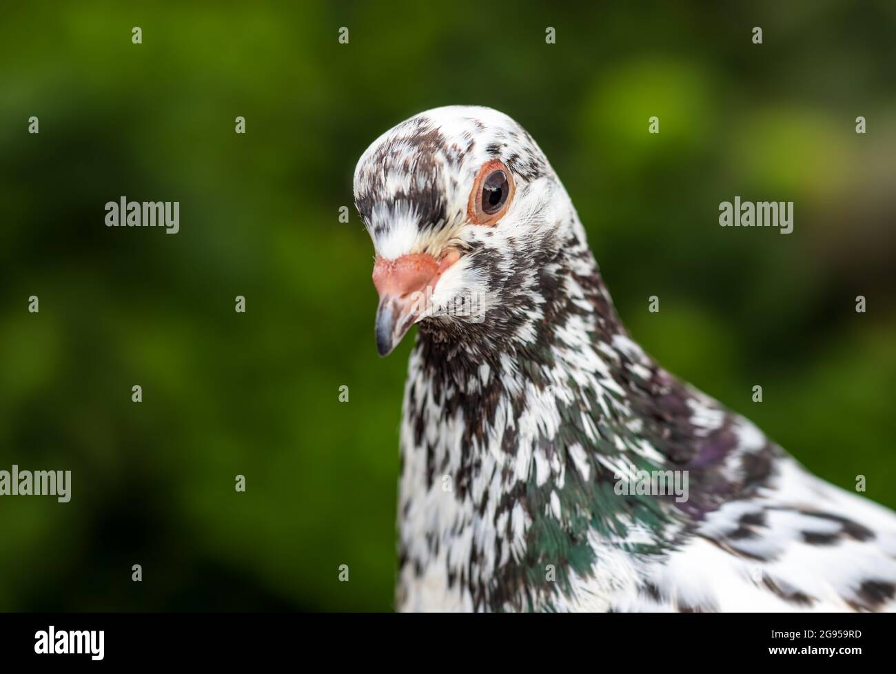 Pigeon face close up with the blurry background and selective focus ...
