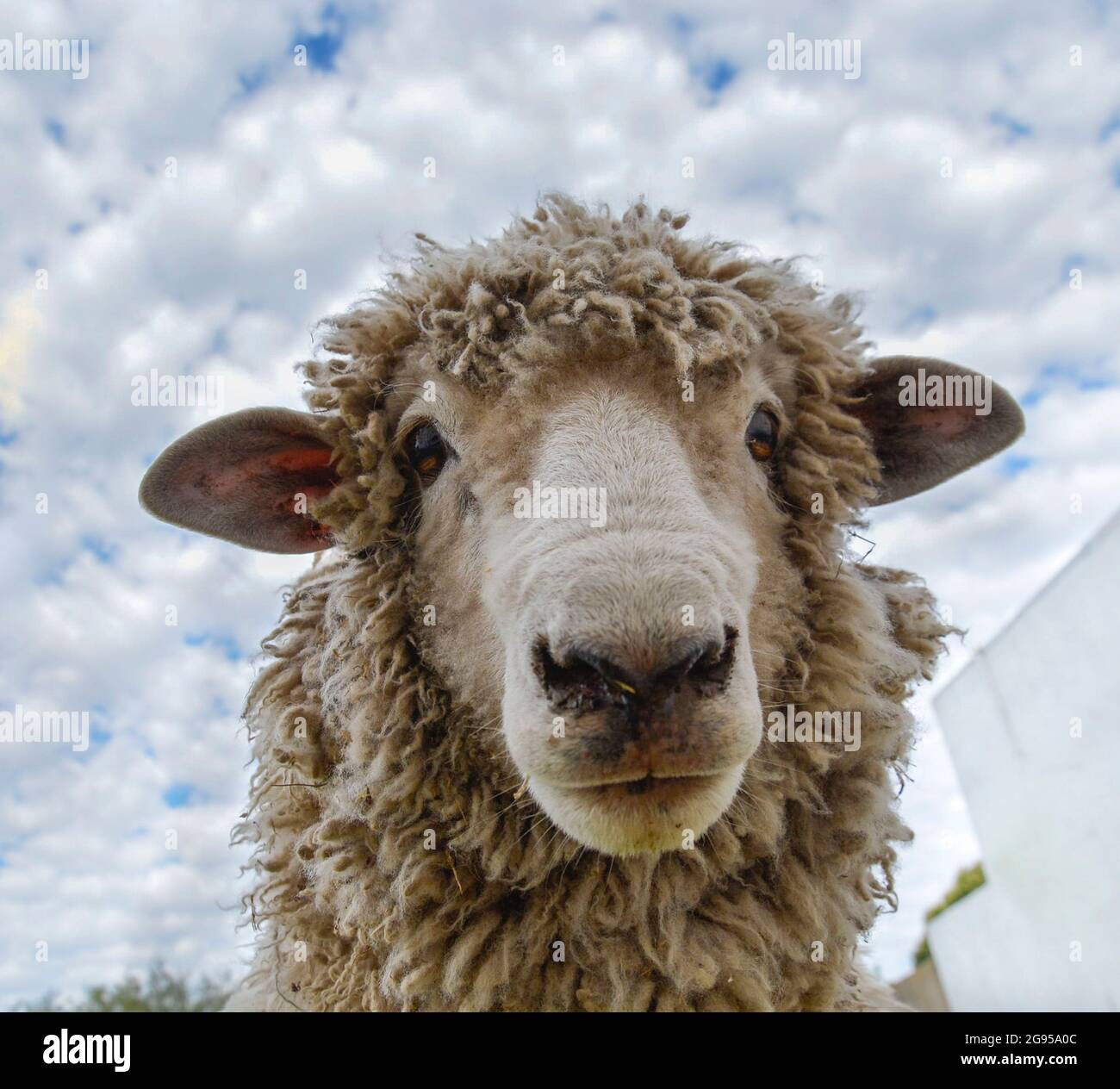 Sheep look hi-res stock photography and images - Alamy