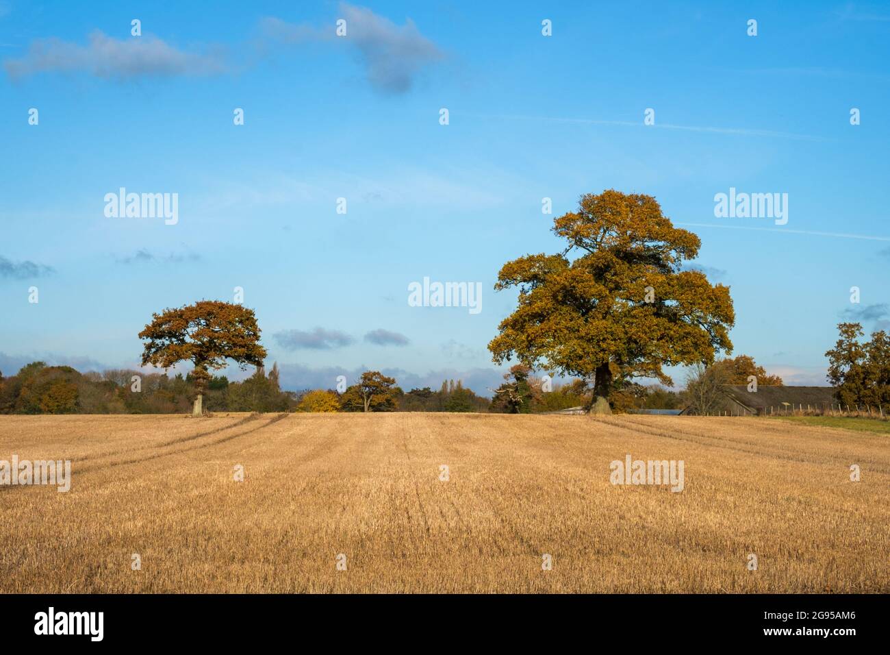 Field oak tree quercus winter oak hi-res stock photography and images ...
