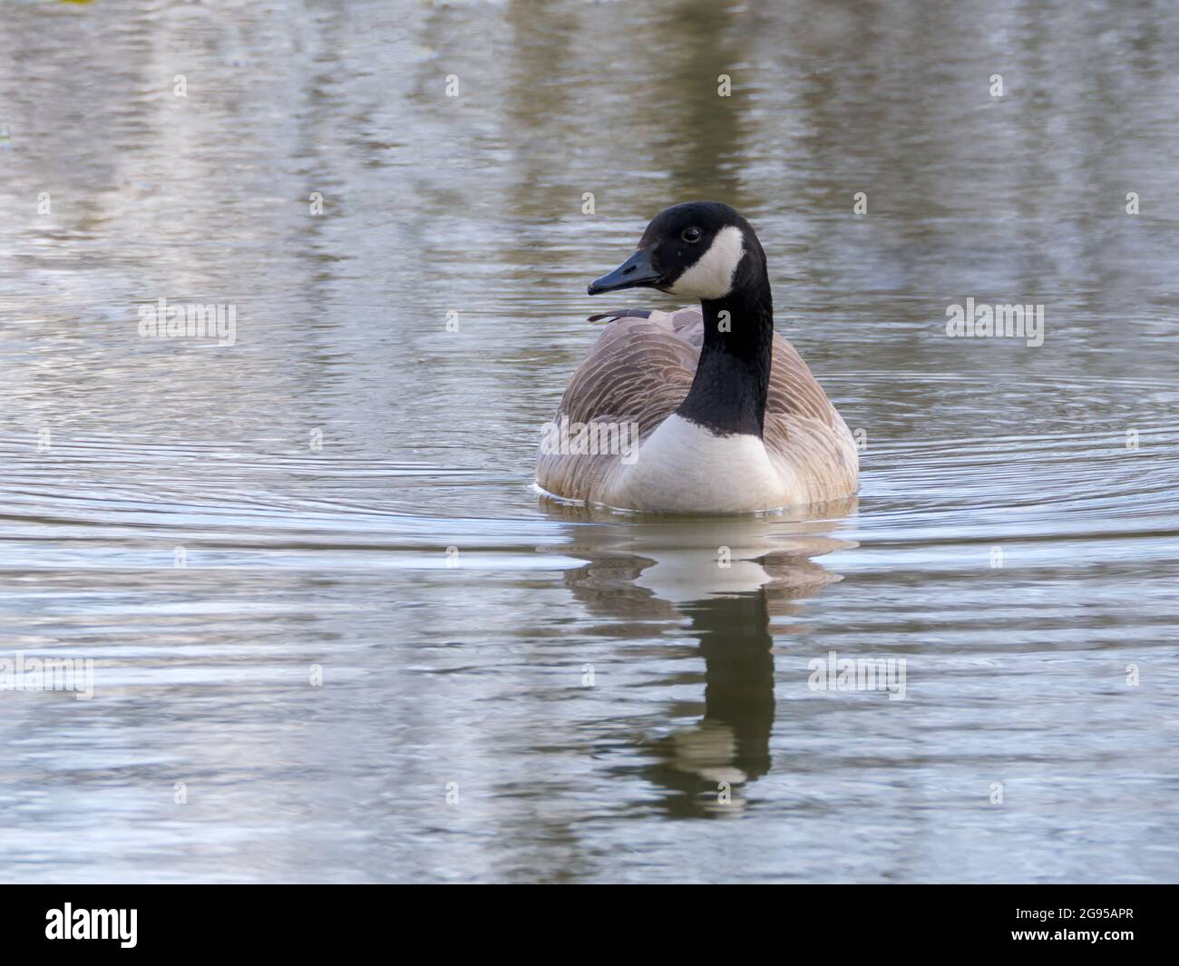 Animal paddling hi-res stock photography and images - Alamy
