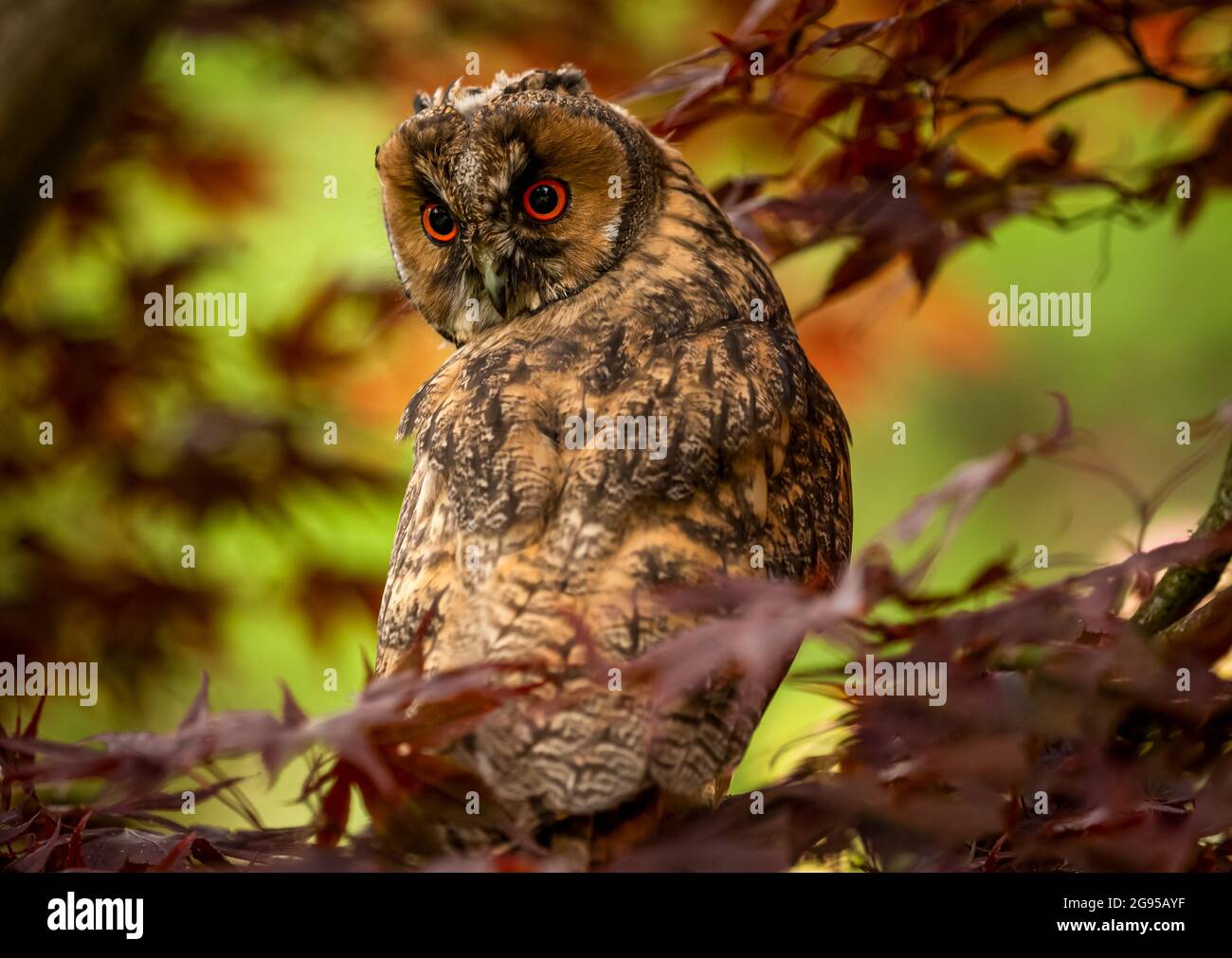 Owl yorkshire dales hi-res stock photography and images - Alamy