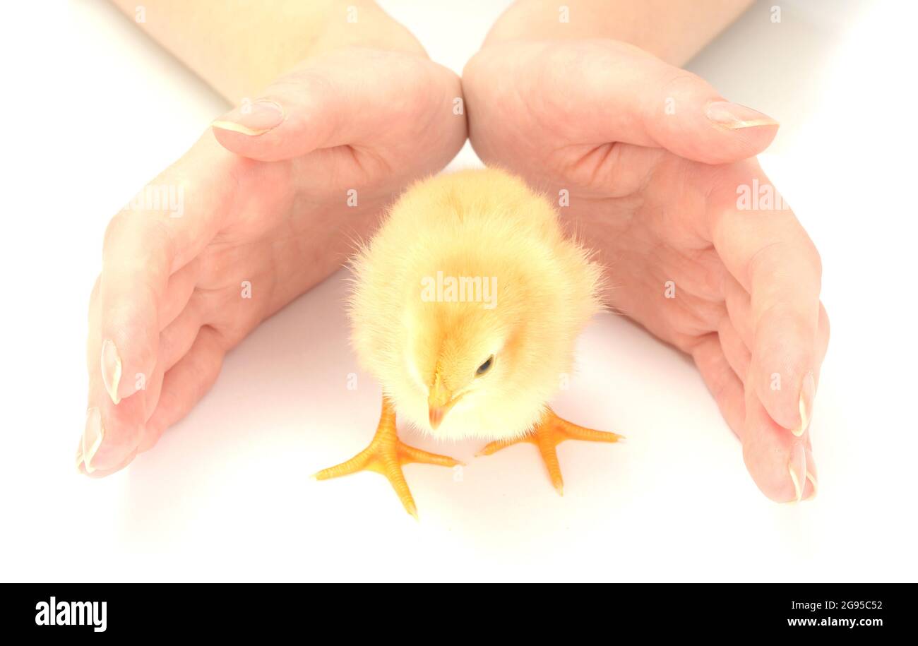 beautiful little chicken and hands isolated on the white Stock Photo ...