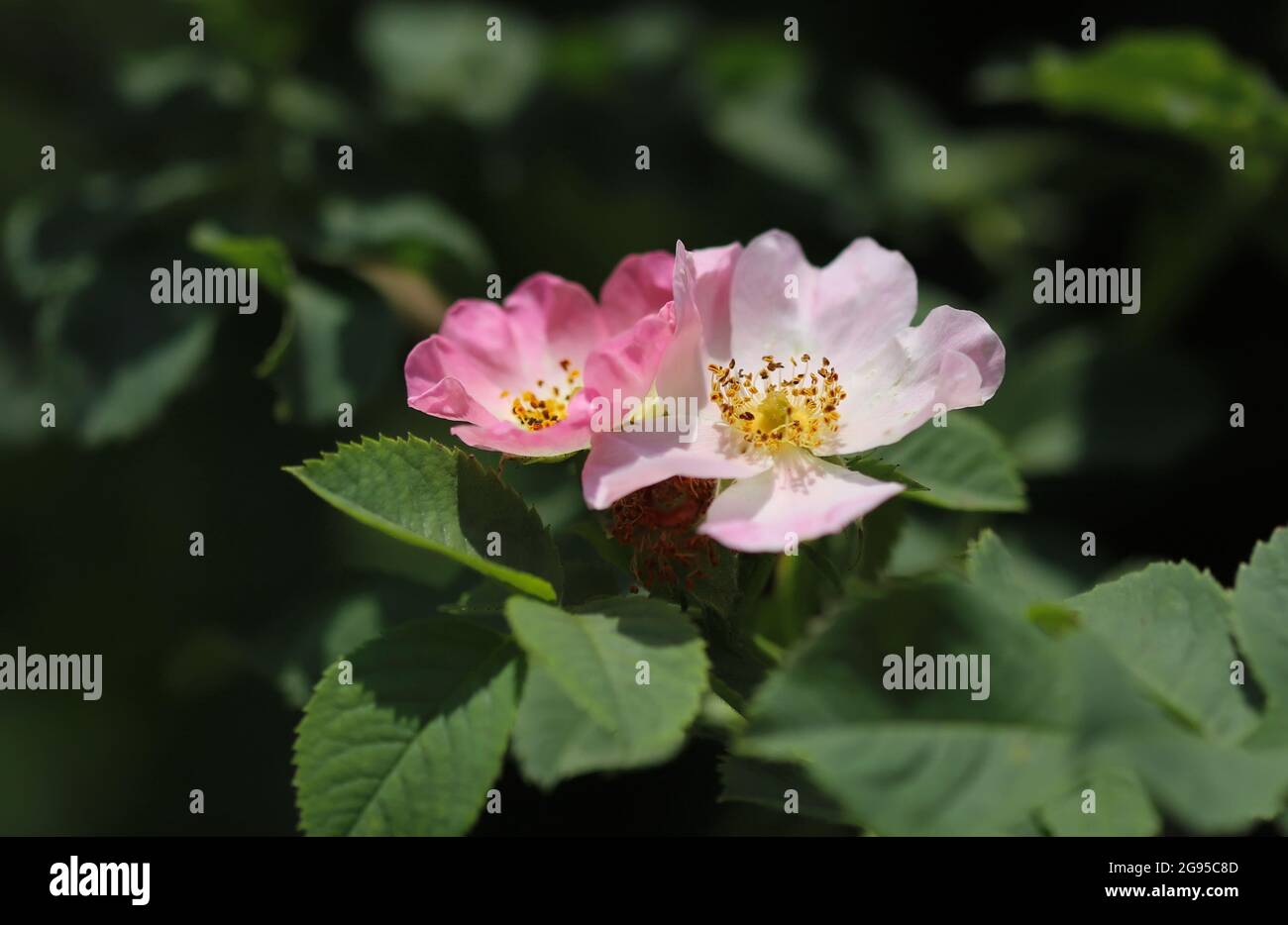 Rosehip of rosa canina hi-res stock photography and images - Alamy