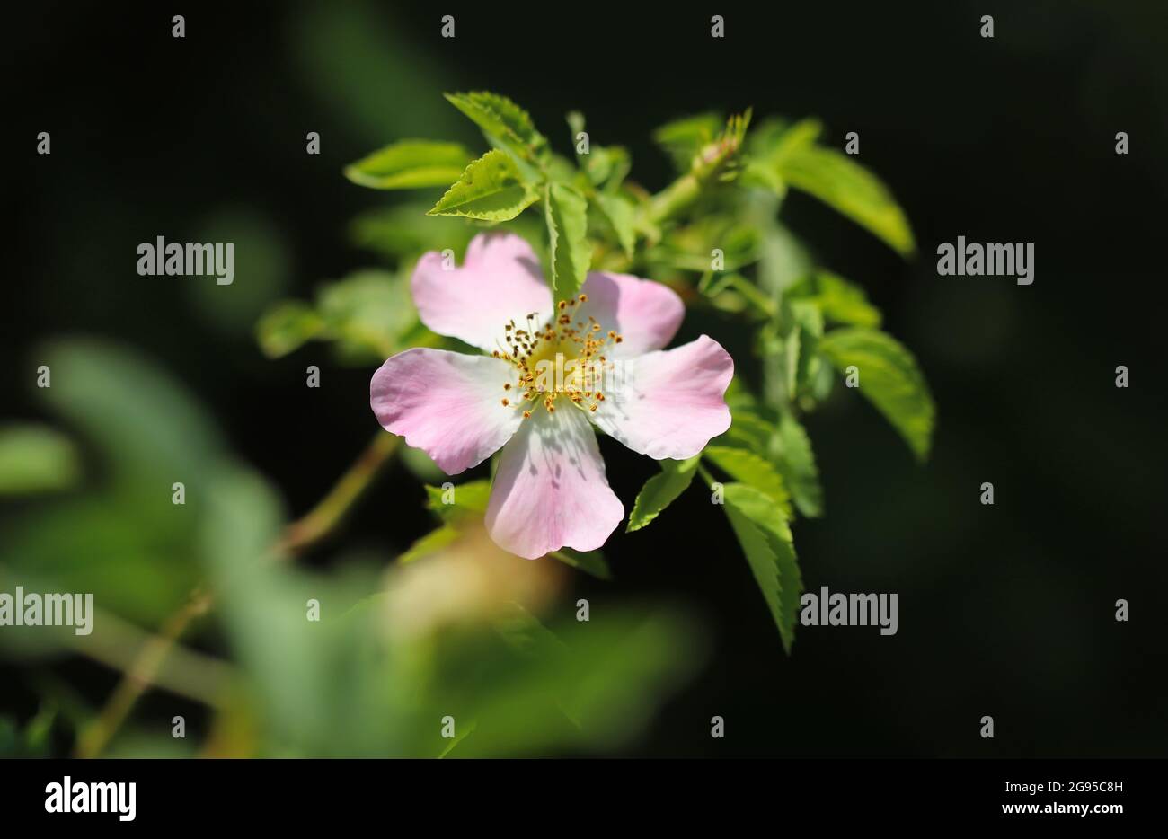 Rosehip of rosa canina hi-res stock photography and images - Alamy