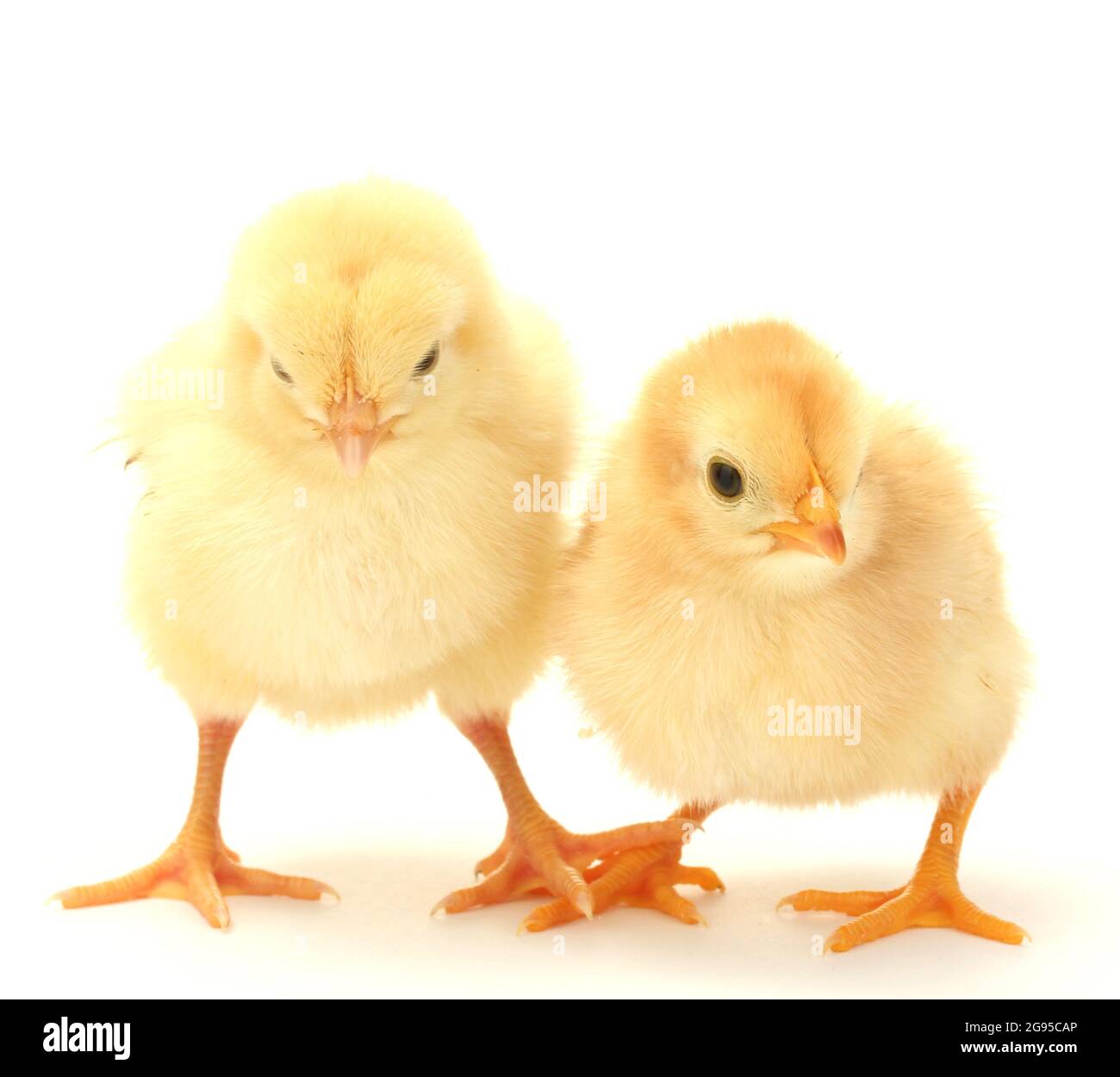 two yellow little chickens isolated on the white Stock Photo - Alamy