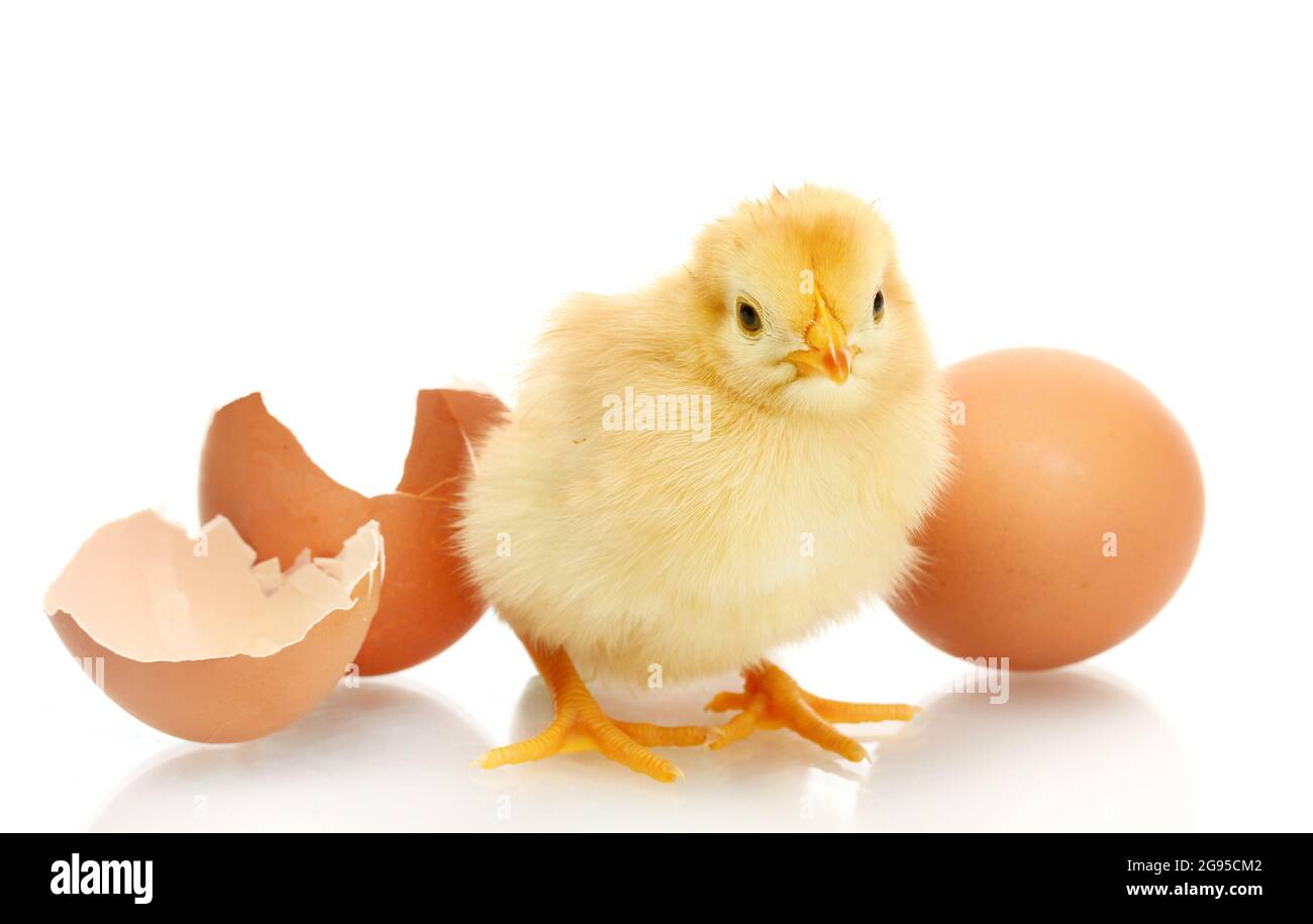 beautiful little chicken, egg and eggshell isolated on the white Stock ...