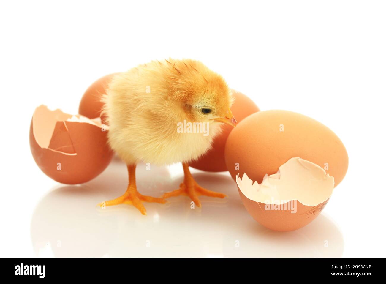 beautiful little chicken, eggshell and eggs isolated on the white Stock ...