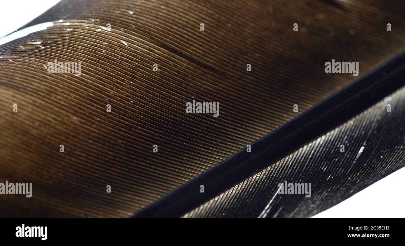 Closeup of a Canada goose (Branta canadensis) feather showing the ...
