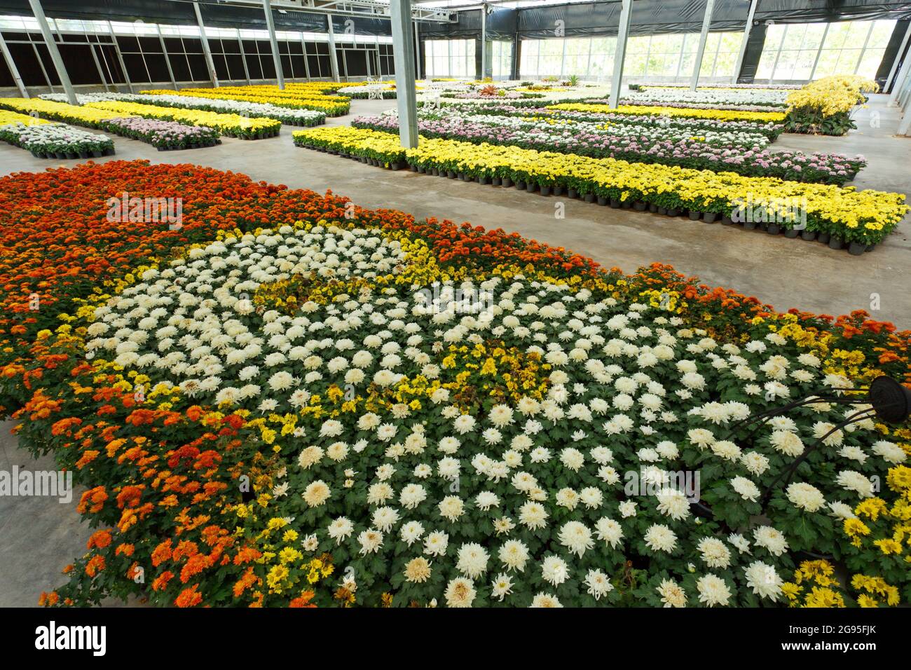 Group of colorful flowers in glass house Stock Photo - Alamy