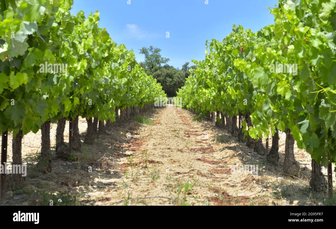 field of grape vine in summer with green foliage and grape growing ...