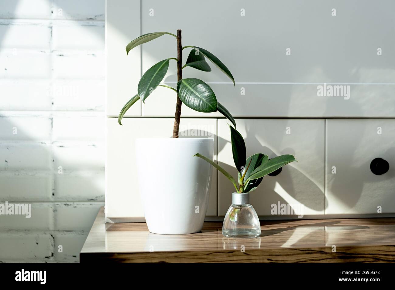 ficus cuttings. Breeding potted plants. Ficus elastica Stock Photo - Alamy