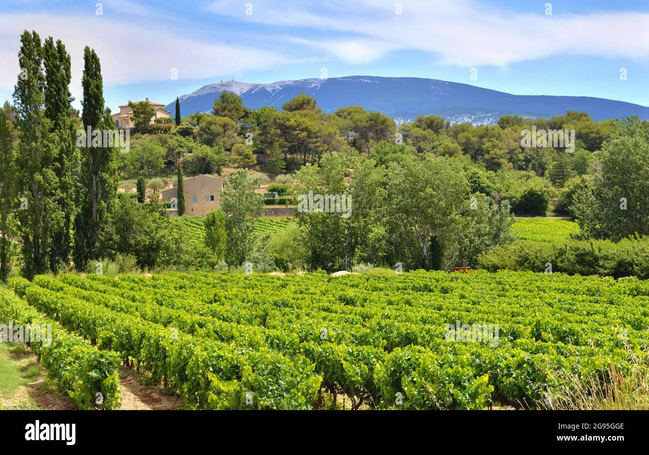 field of grape vine in summer growing in Vaucluse france with Mont ...