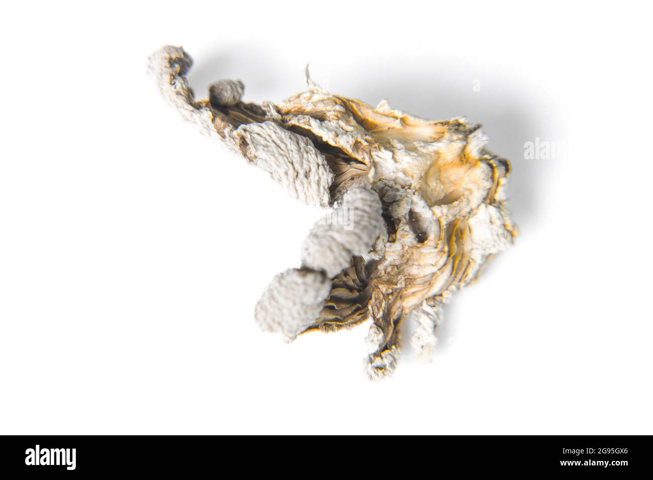 Macro view of Schizophyllum commune mushroom. isolated on white ...