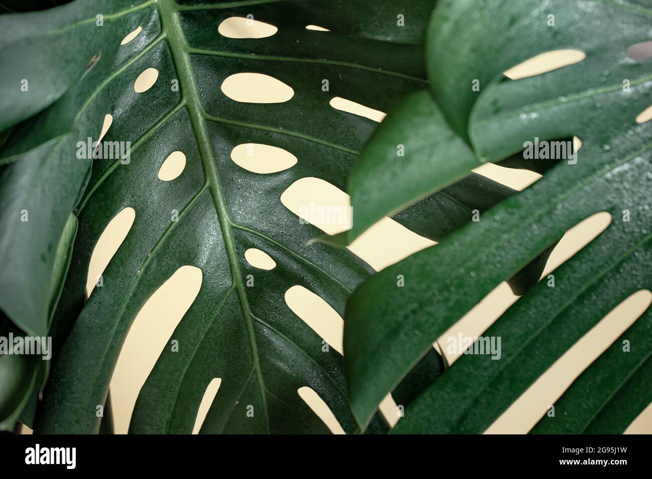 Arum leaf surface hi-res stock photography and images - Alamy