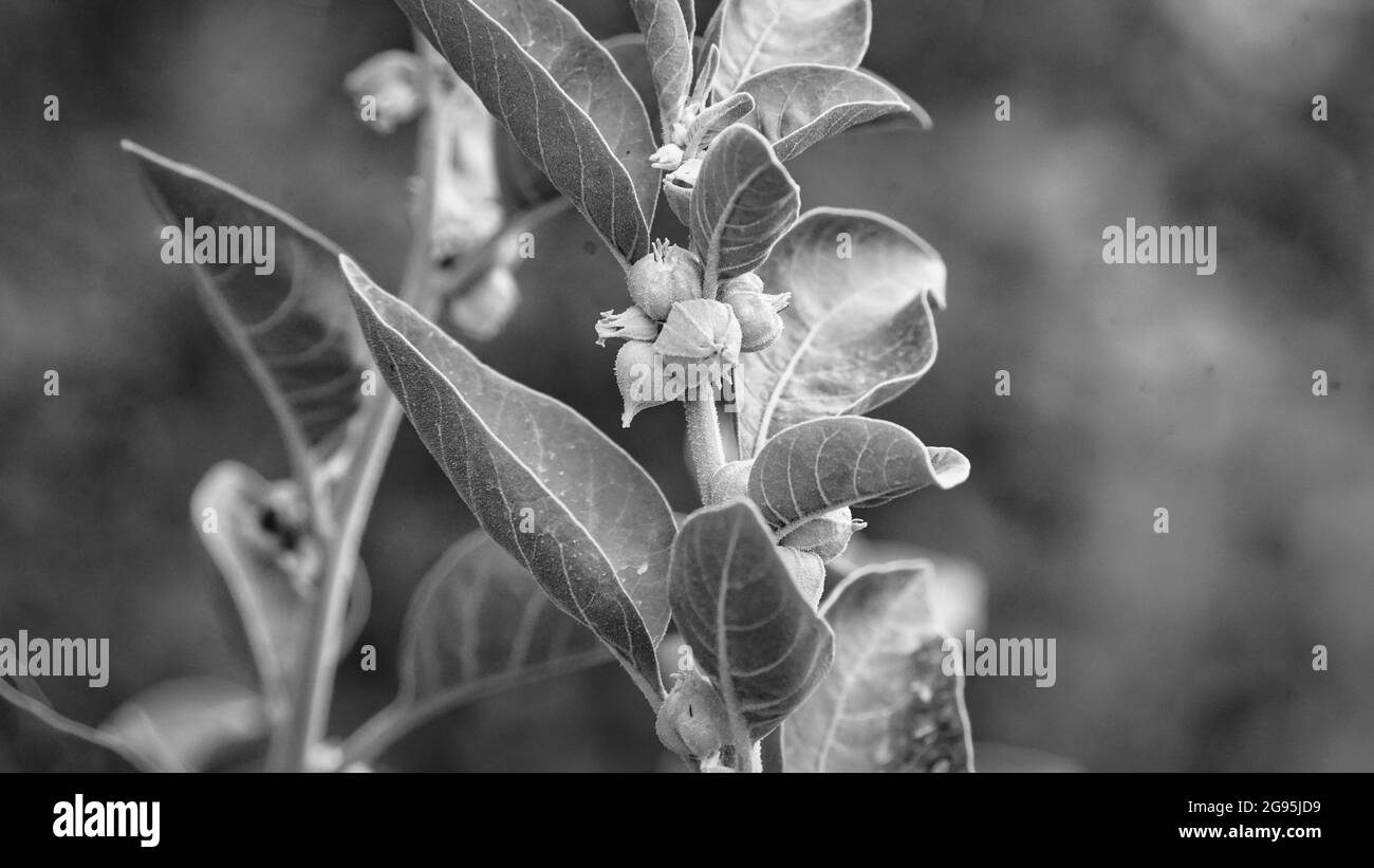 Orange branch fruit leaves Black and White Stock Photos & Images - Alamy
