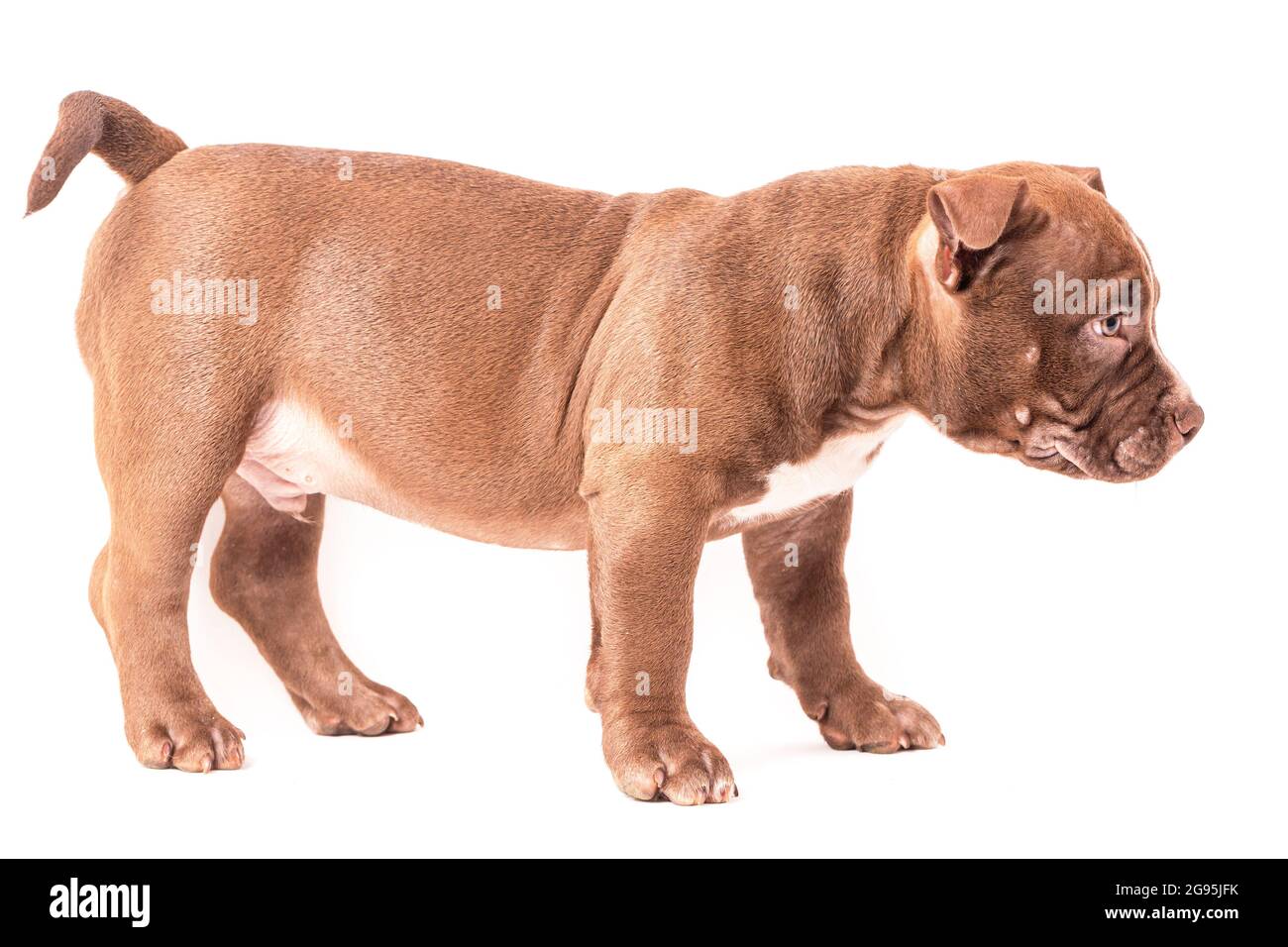 A brown American bully puppy stands calmly sideways to the camera ...
