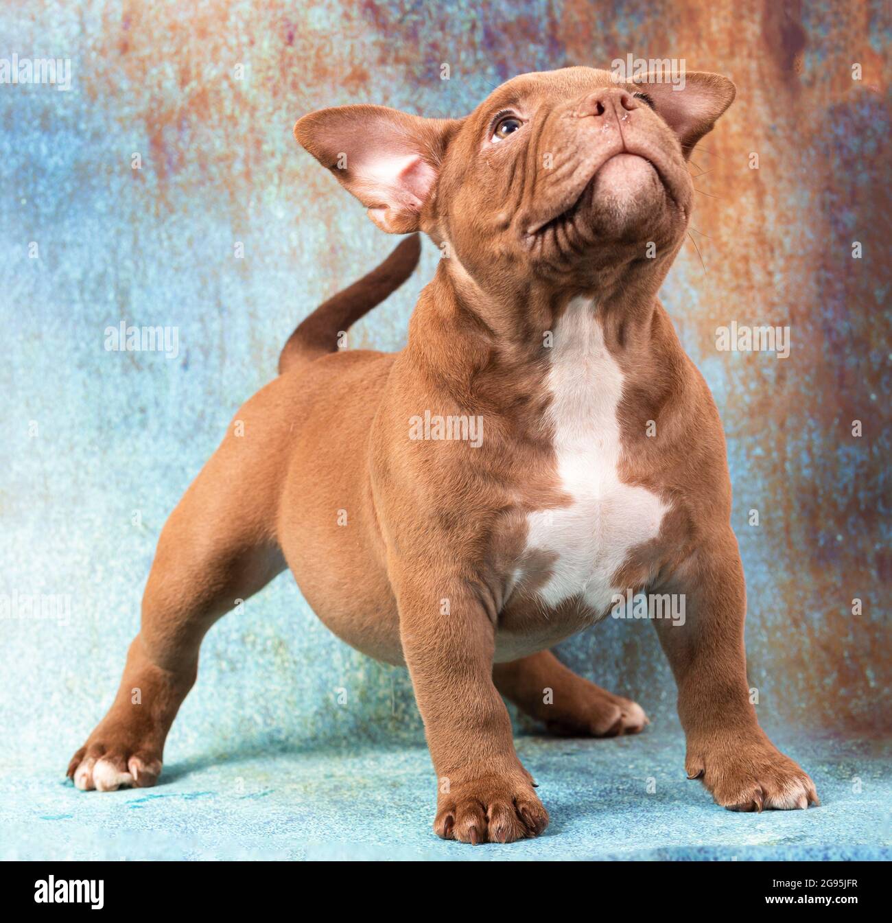 A brown American bully puppy stands and looks up eagerly. Close-up ...
