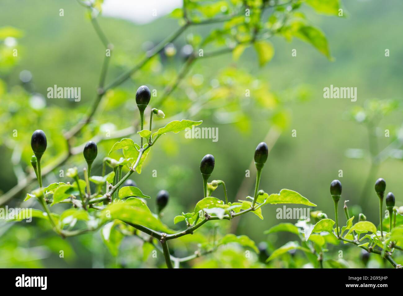 Colombian wild chili (aji chirca), usually grows in wild places in the ...