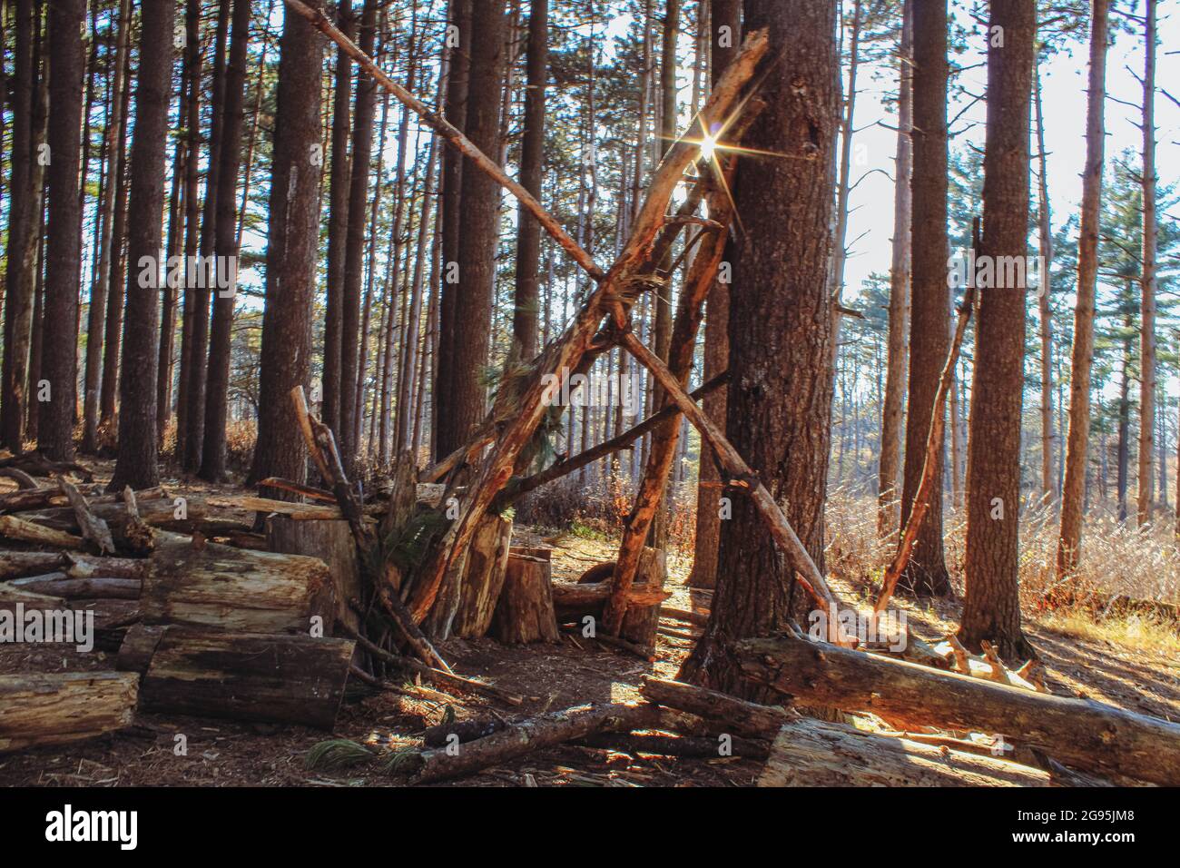 Beautiful pine trees Stock Photo - Alamy