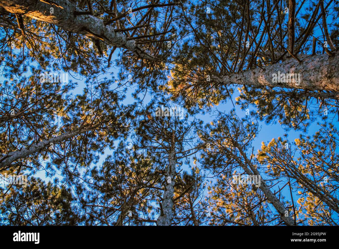 Tops trees pine hi-res stock photography and images - Alamy