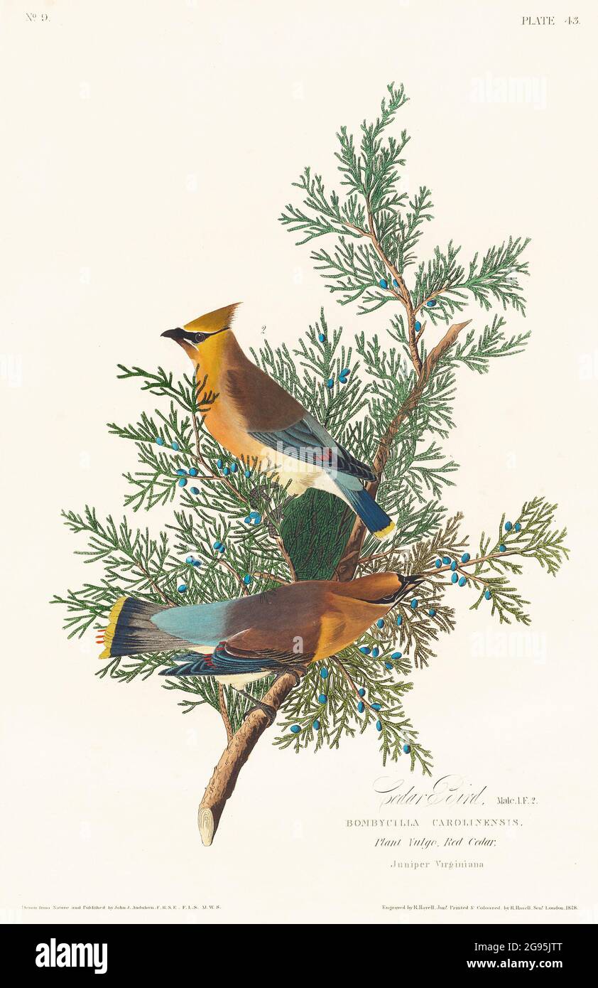 Classic ornithological drawings hi-res stock photography and images - Alamy