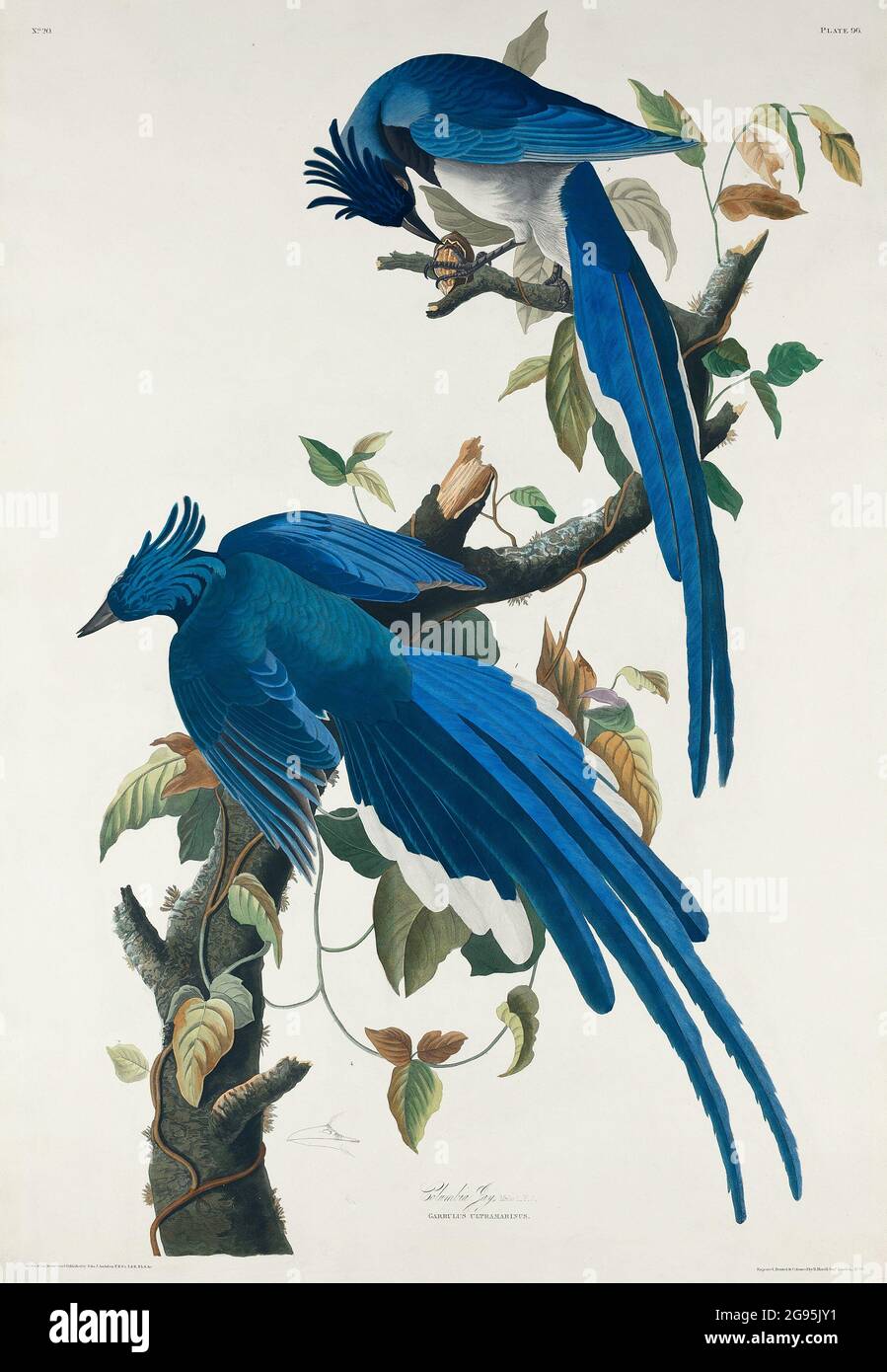 Classic ornithological drawings hi-res stock photography and images - Alamy