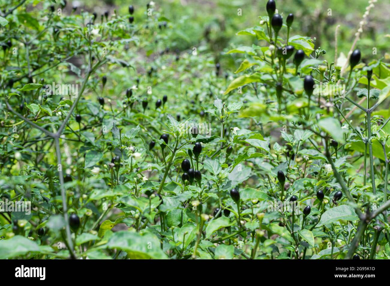 Colombian wild chili (aji chirca), usually grows in wild places in the ...