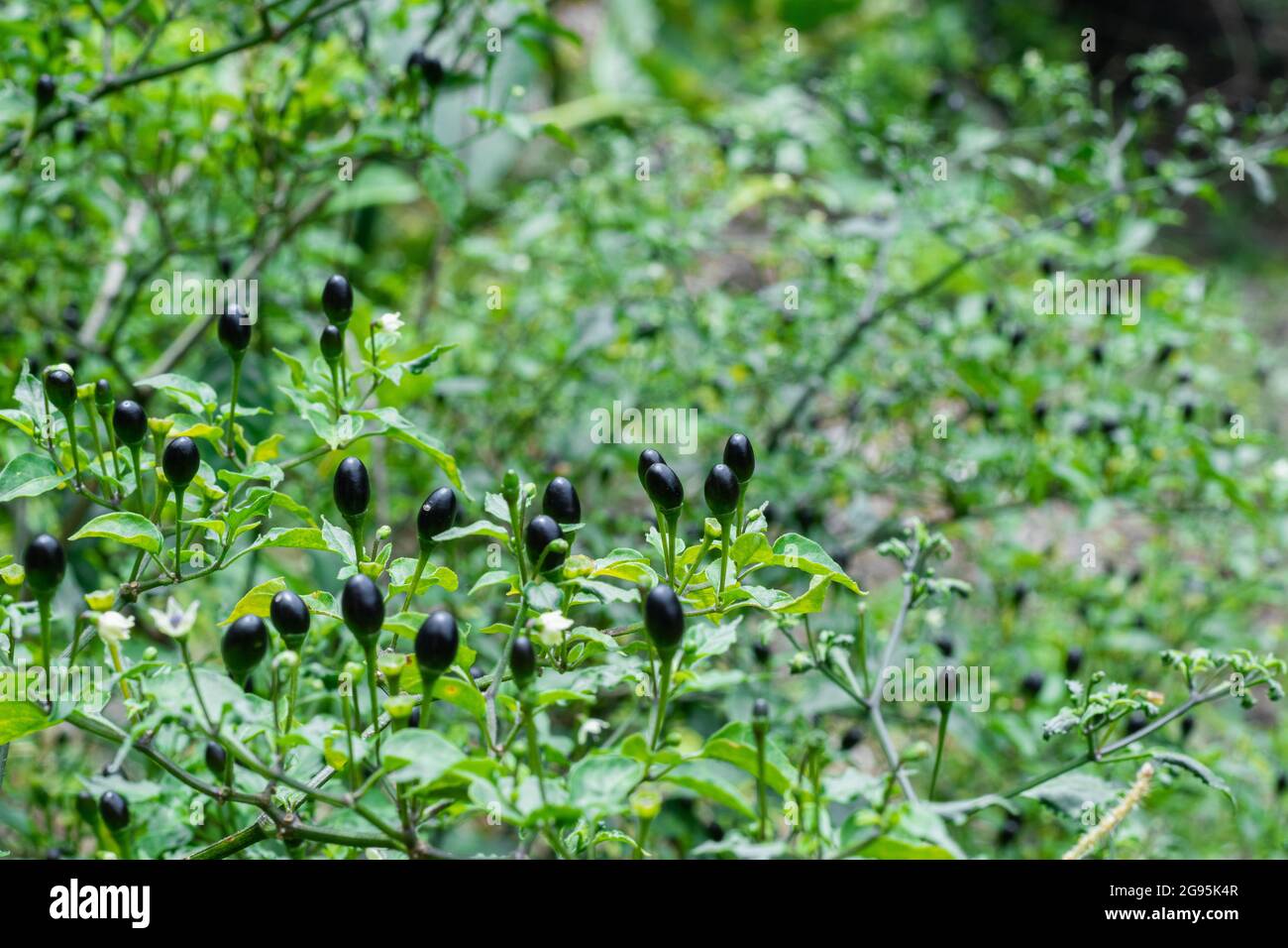 Colombian wild chili (aji chirca), usually grows in wild places in the ...