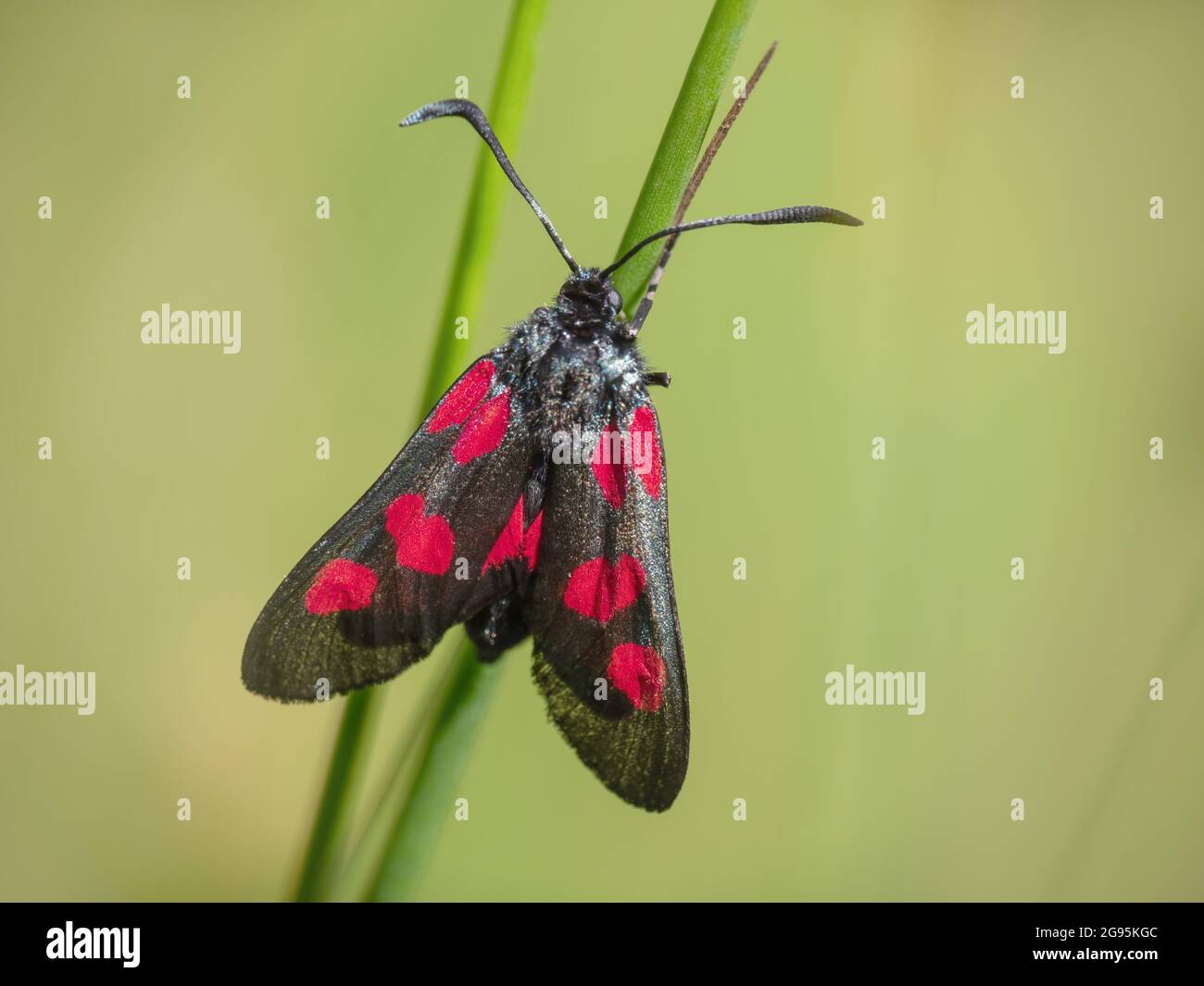 Five-spot Burnet moth, Zygaena trifolii, Devon, England Stock Photo - Alamy