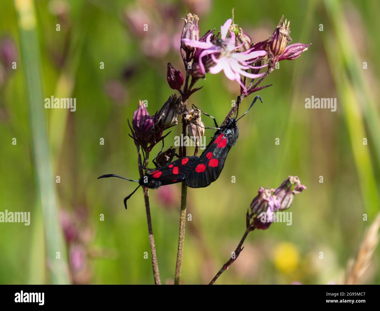 Five-spot Burnet moths, Zygaena trifolii, mating in Devon, England ...