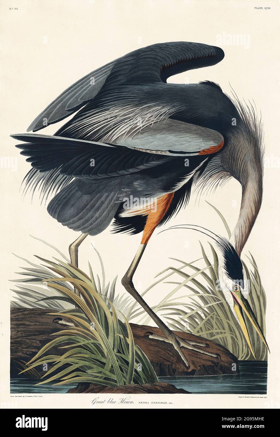 Vintage USA bird illustrations Stock Photo - Alamy