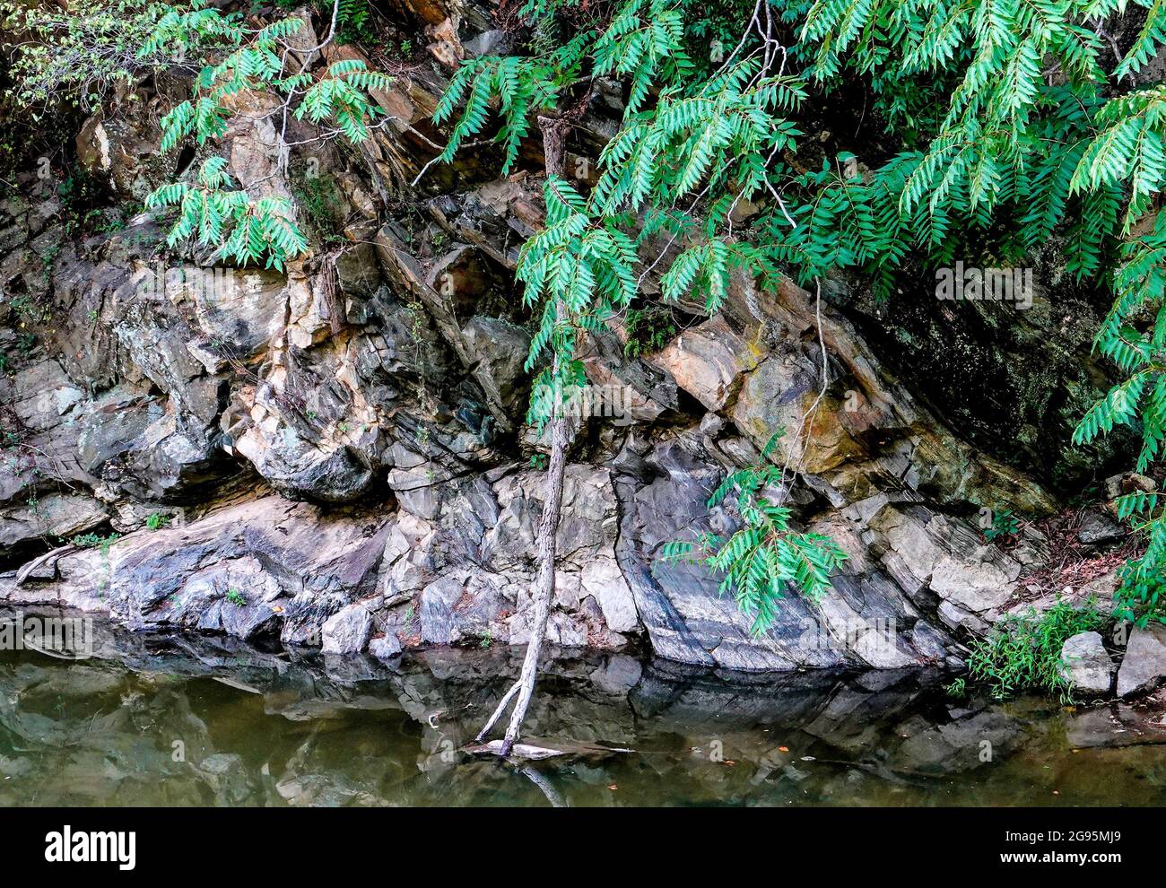 Broken limb tree hi-res stock photography and images - Alamy