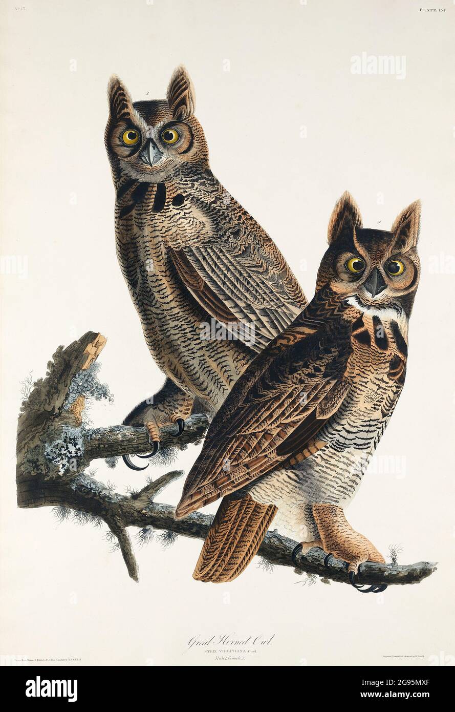 Classic ornithological drawings hi-res stock photography and images - Alamy