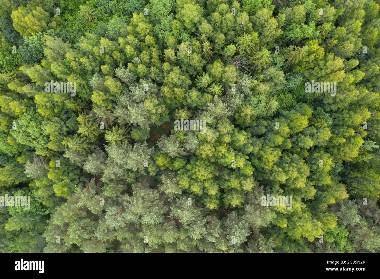 Aerial top down trees branches hi-res stock photography and images - Alamy