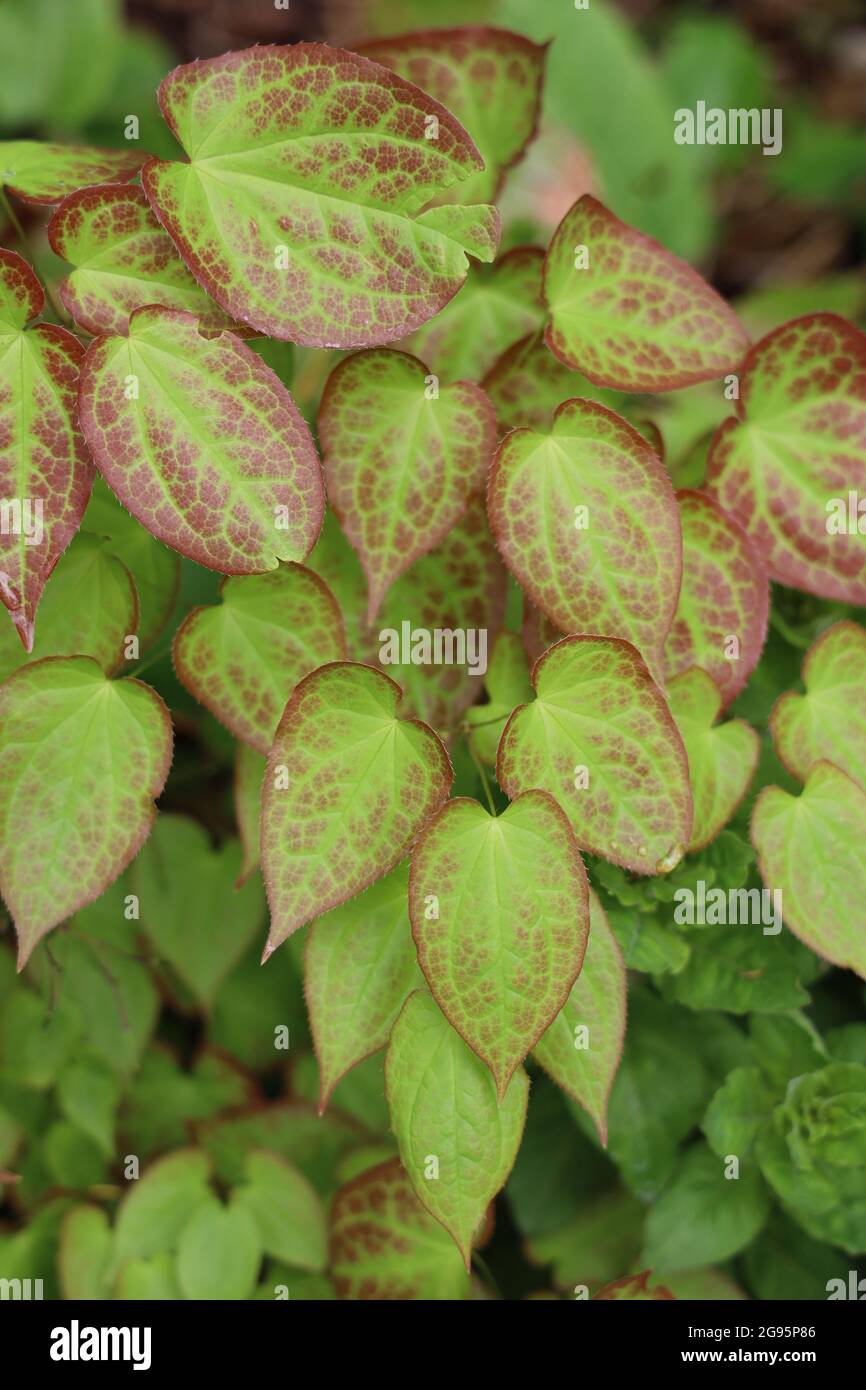 Barrenwort hi-res stock photography and images - Alamy