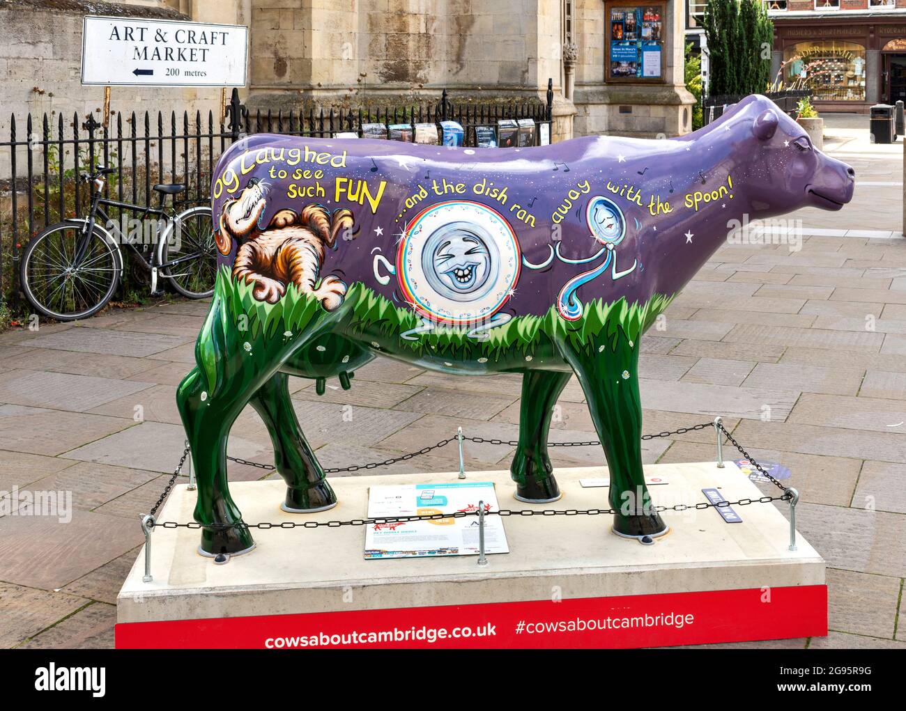 CAMBRIDGE ENGLAND COWS ABOUT CAMBRIDGE PURPLE AND GREEN COW WITH POEM ...
