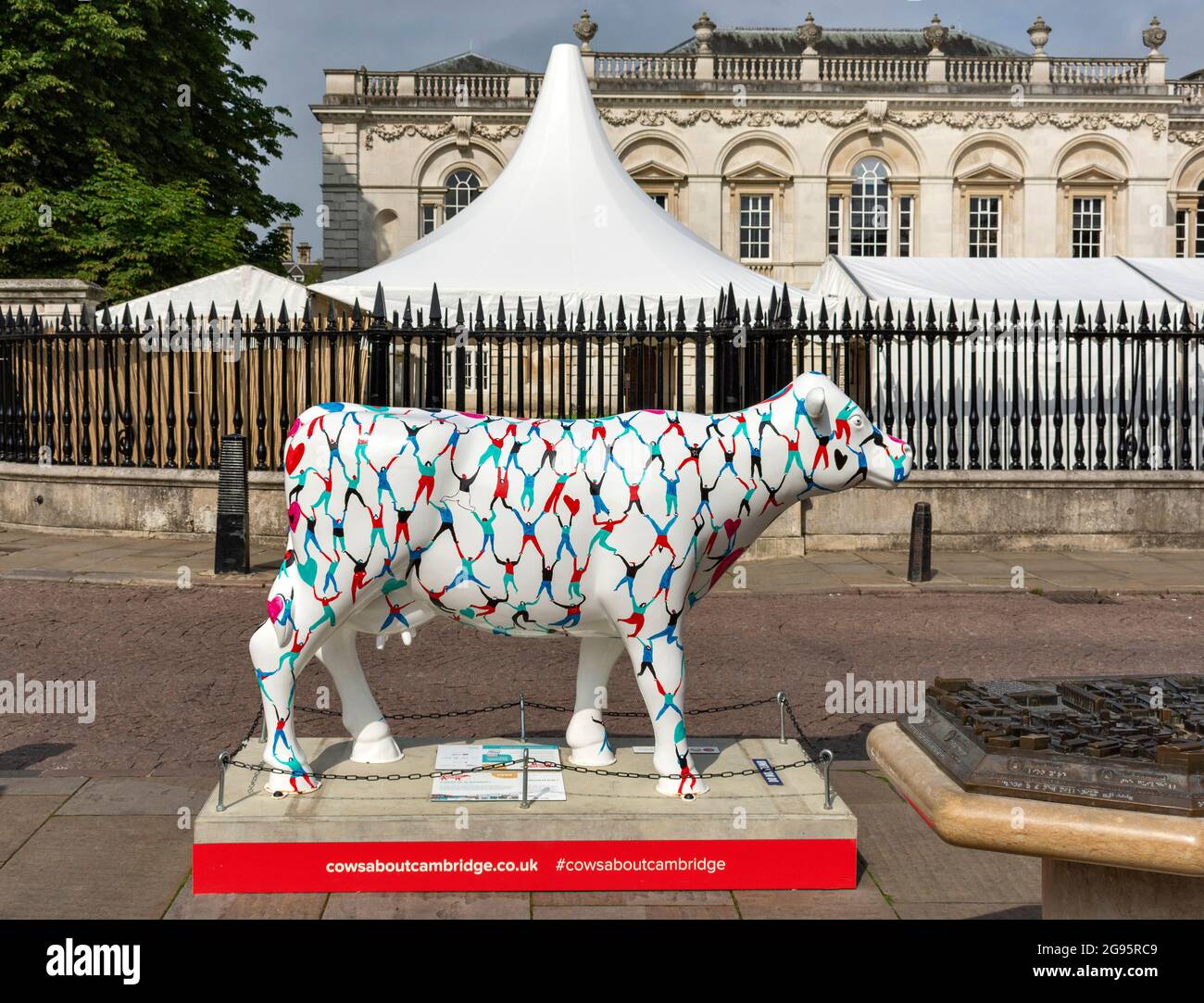 CAMBRIDGE ENGLAND COWS ABOUT CAMBRIDGE WHITE COW WITH PEOPLE LINKING ...